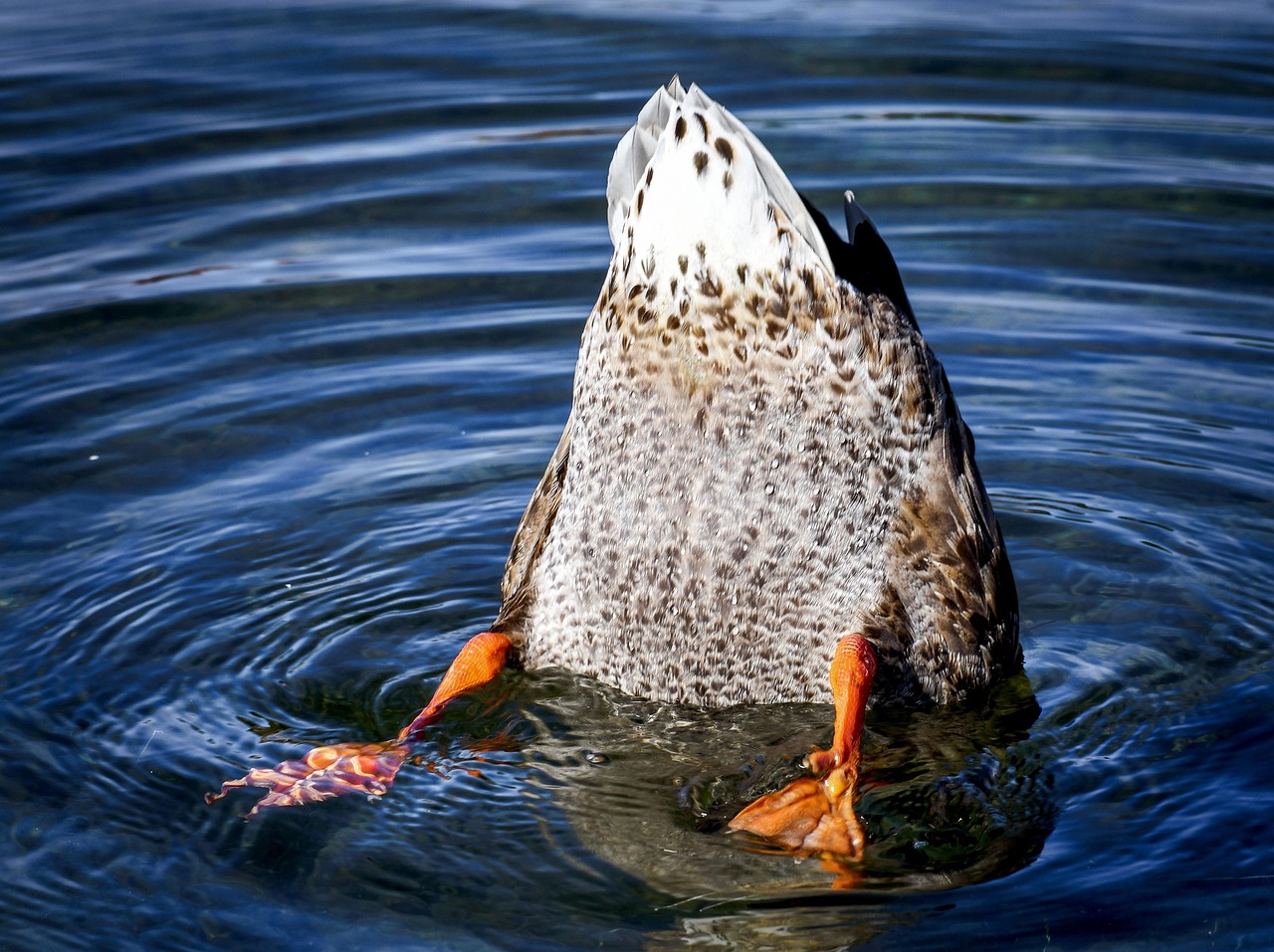 Más de 40 imágenes gratis de Patos De Buceo y Naturaleza - Pixabay