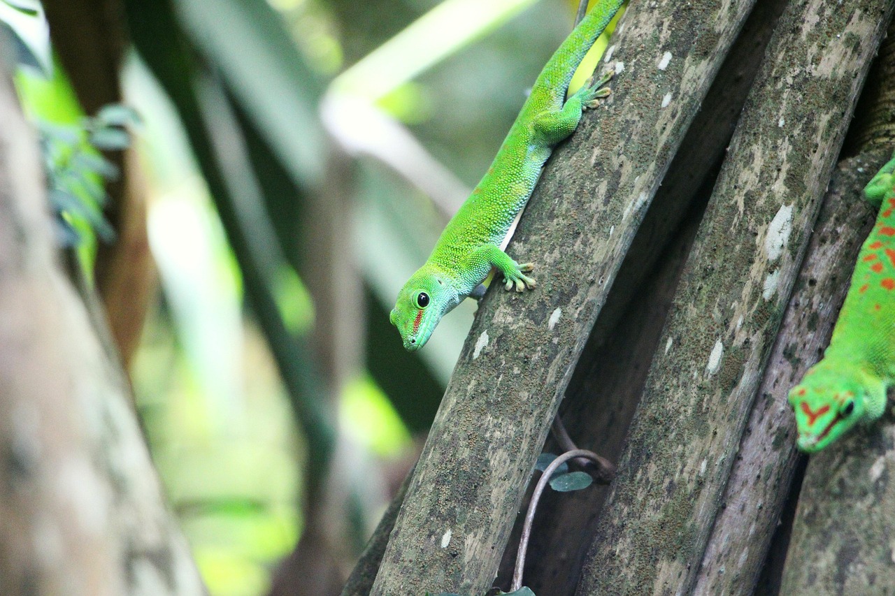 Gecko Lizard Reptile Phelsuma - Free photo on Pixabay