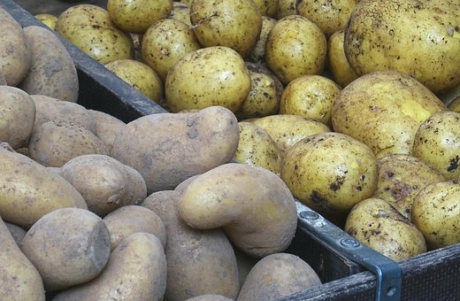 30+ Free Starch Potatoes & Starch Images - Pixabay