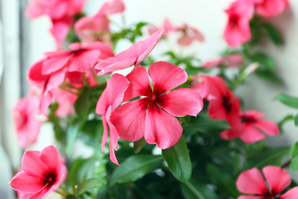 Wunderbar Pinke Blumen Namen Ebenbild