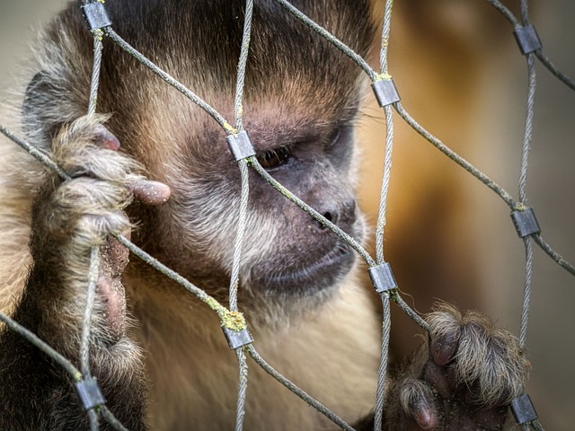 Ape Primate Zoo - Free photo on Pixabay