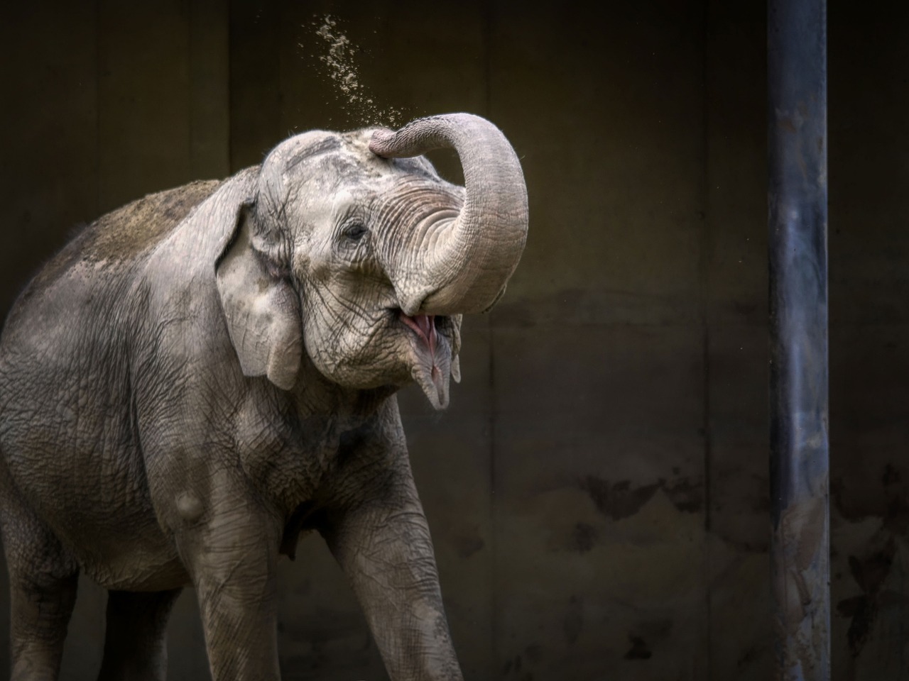 6,000+ HD Elephant Pictures & Images - Pixabay