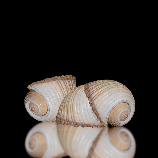 Seashell Decoration Sea - Free photo on Pixabay - Pixabay