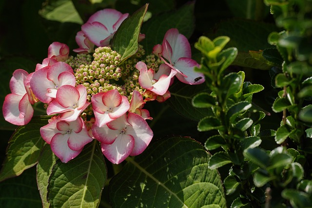 Hortensie Blumen Garten - Kostenloses Foto auf Pixabay - Pixabay