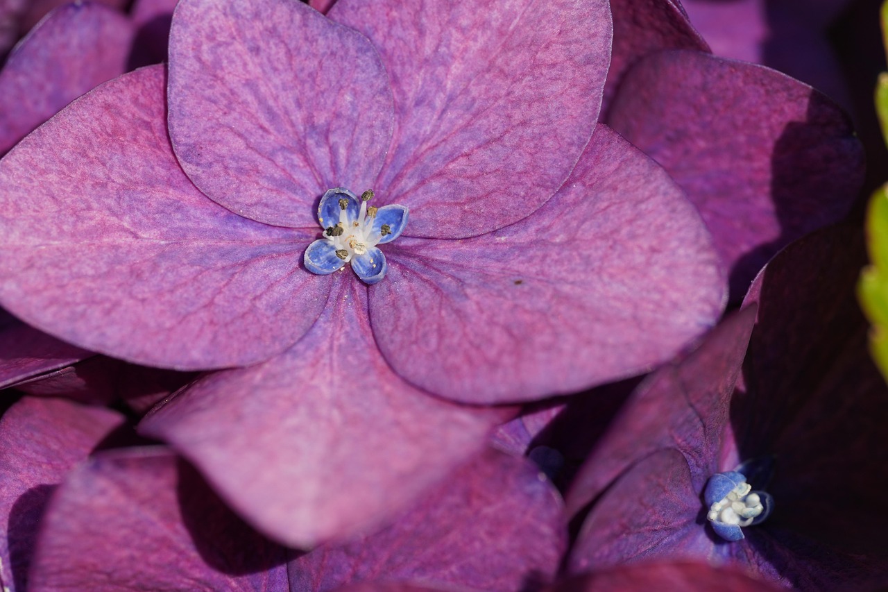 Hydrangea Bunga Ungu - Foto gratis di Pixabay - Pixabay