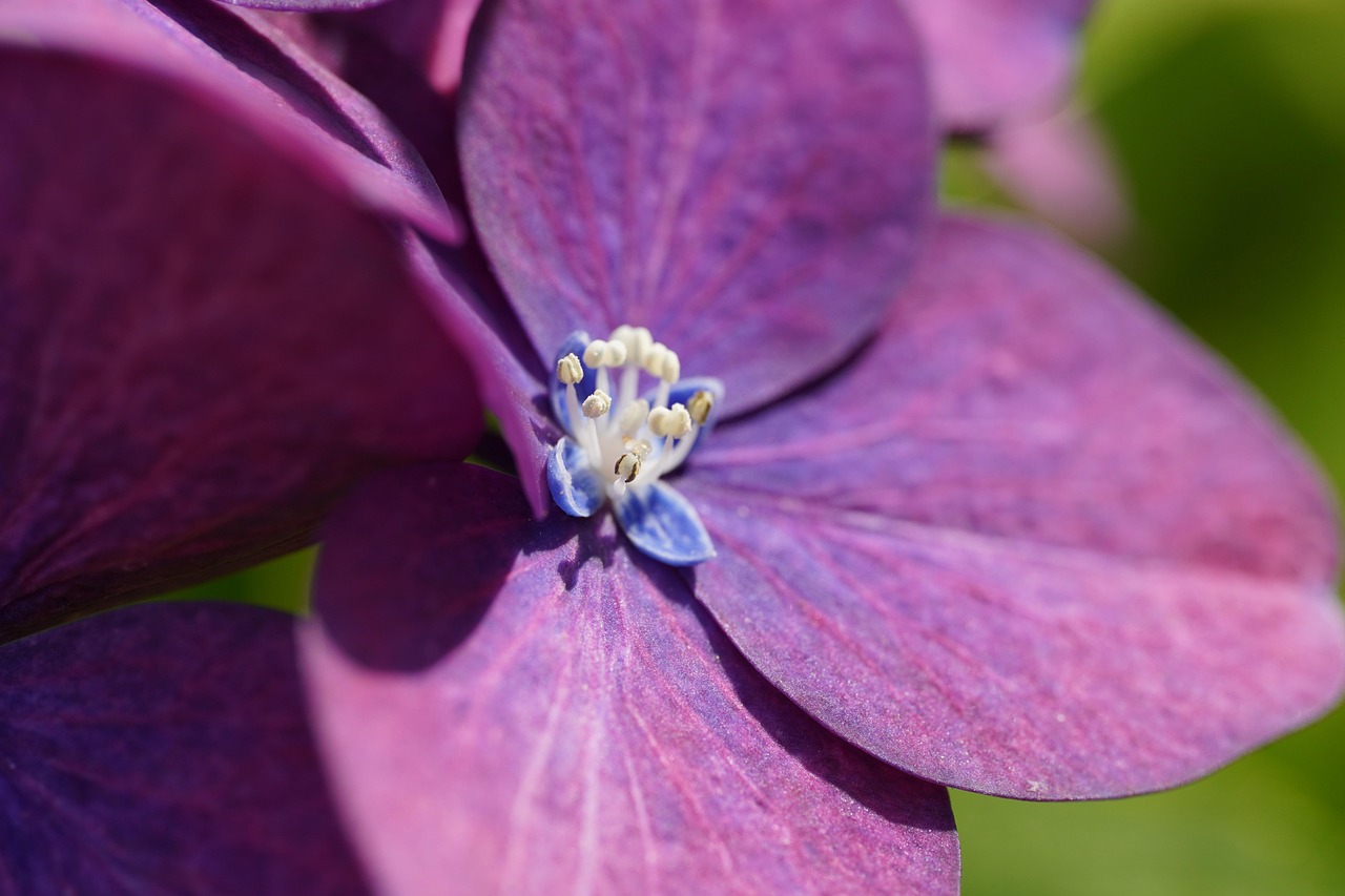 Hydrangea Bunga Kebun - Foto gratis di Pixabay - Pixabay