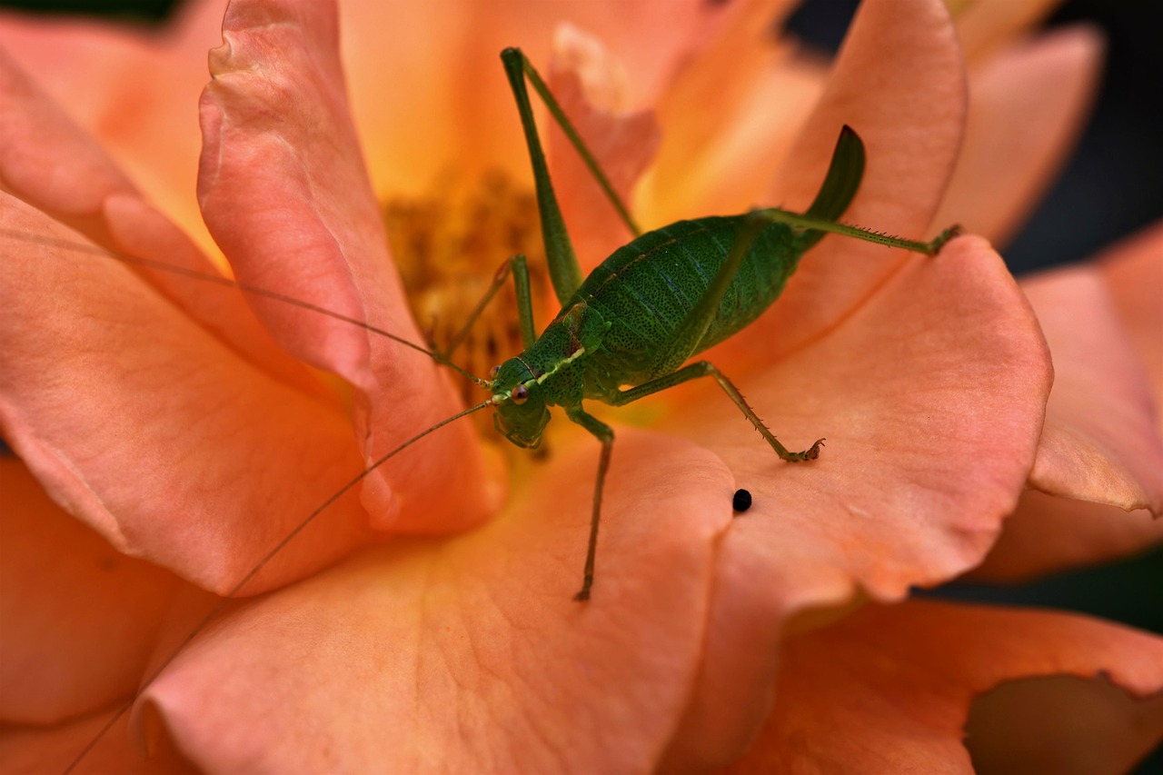 Grasshopper Insect Flower Free Photo On Pixabay