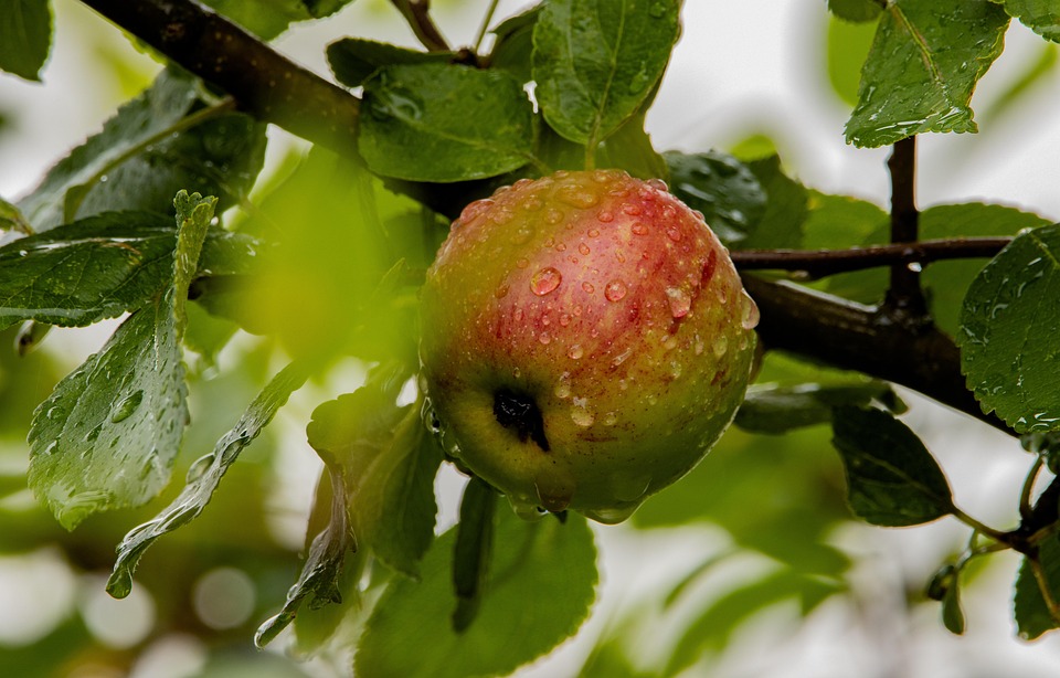 Pomme Fruit Aliments - Photo gratuite sur Pixabay