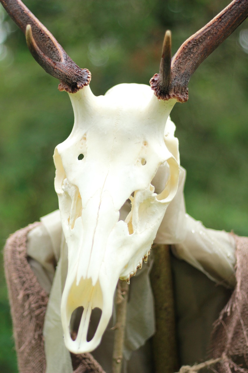 Skeleton Skull Bones - Free photo on Pixabay - Pixabay