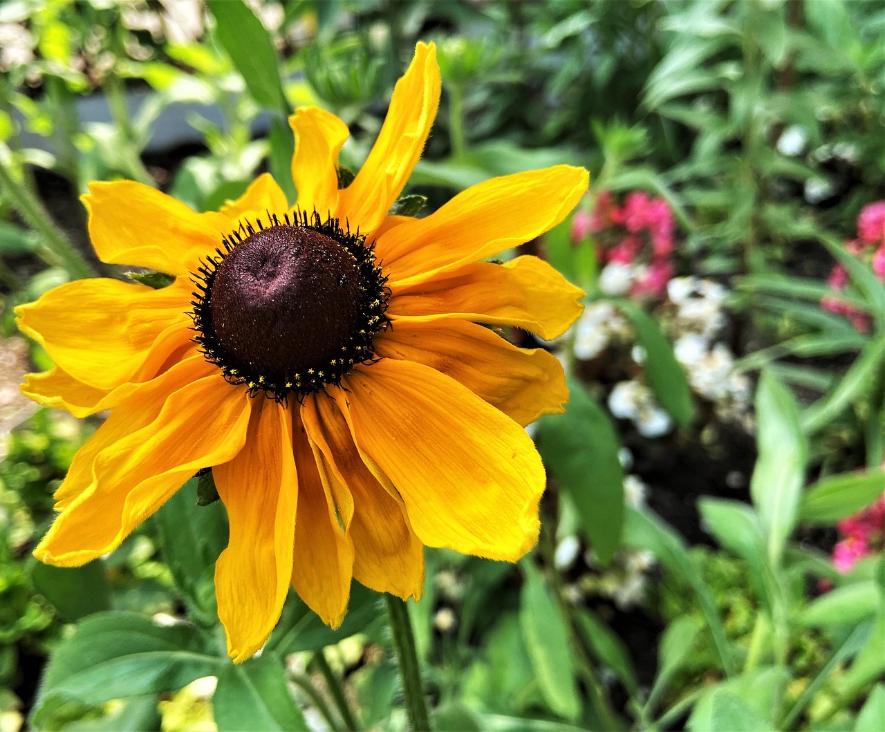 Rudbeckia Kukka Keltainen - Ilmainen valokuva Pixabayssa - Pixabay