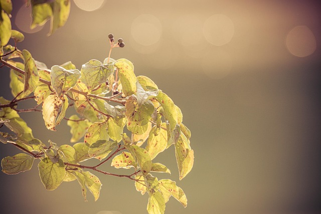 Blätter Zweig Natur - Kostenloses Foto auf Pixabay - Pixabay