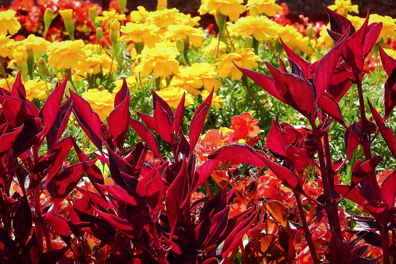 Jardim Flores Natureza - Foto gratuita no Pixabay - Pixabay