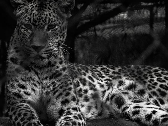 80+ Free Black Leopard & Leopard Images - Pixabay