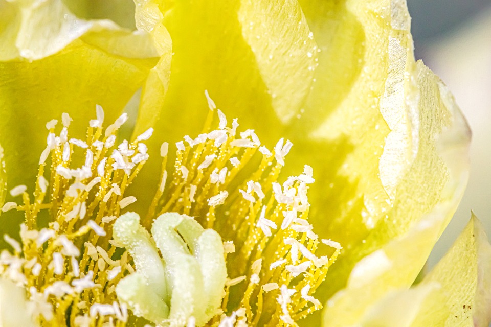 Bunga Kuning Kaktus Berbunga - Foto gratis di Pixabay - Pixabay