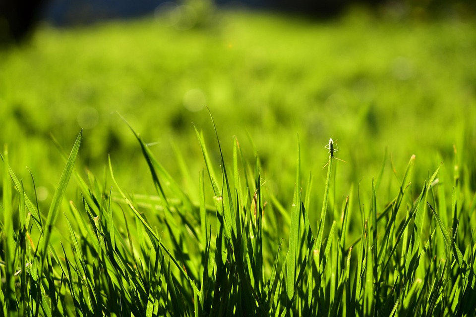 Grass Nature Lawn - Free photo on Pixabay
