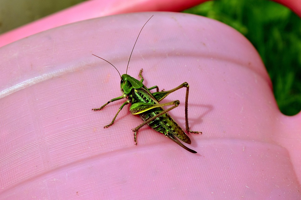 Insecto Saltamontes Entomología - Foto gratis en Pixabay - Pixabay