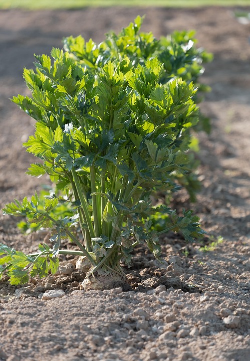 Celery Vegetables Plant Leaf - Free photo on Pixabay