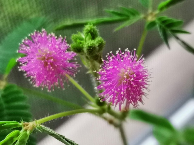 Flor Mimosa Flores - Foto gratuita no Pixabay - Pixabay