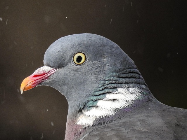 Holztaube Vogel Taube - Kostenloses Foto auf Pixabay