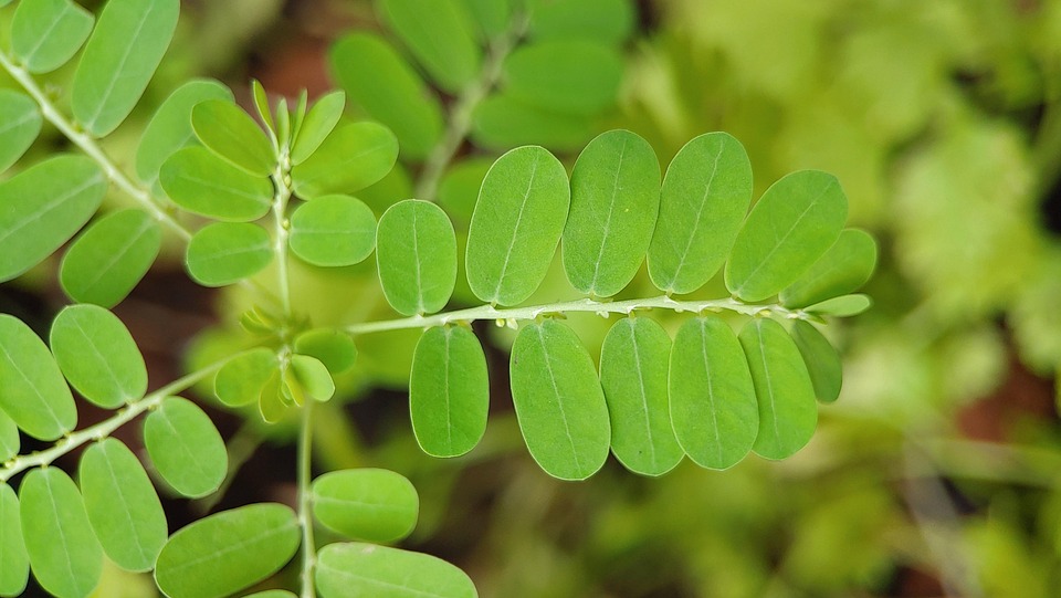 Folhas Tamarindo Verde - Foto gratuita no Pixabay - Pixabay