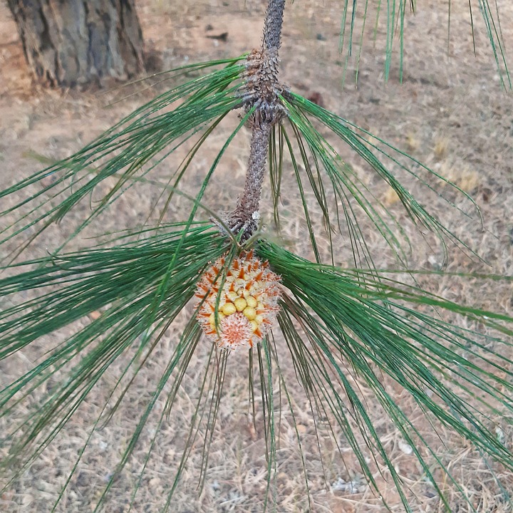 Fur Tree Pinecone - Free photo on Pixabay - Pixabay
