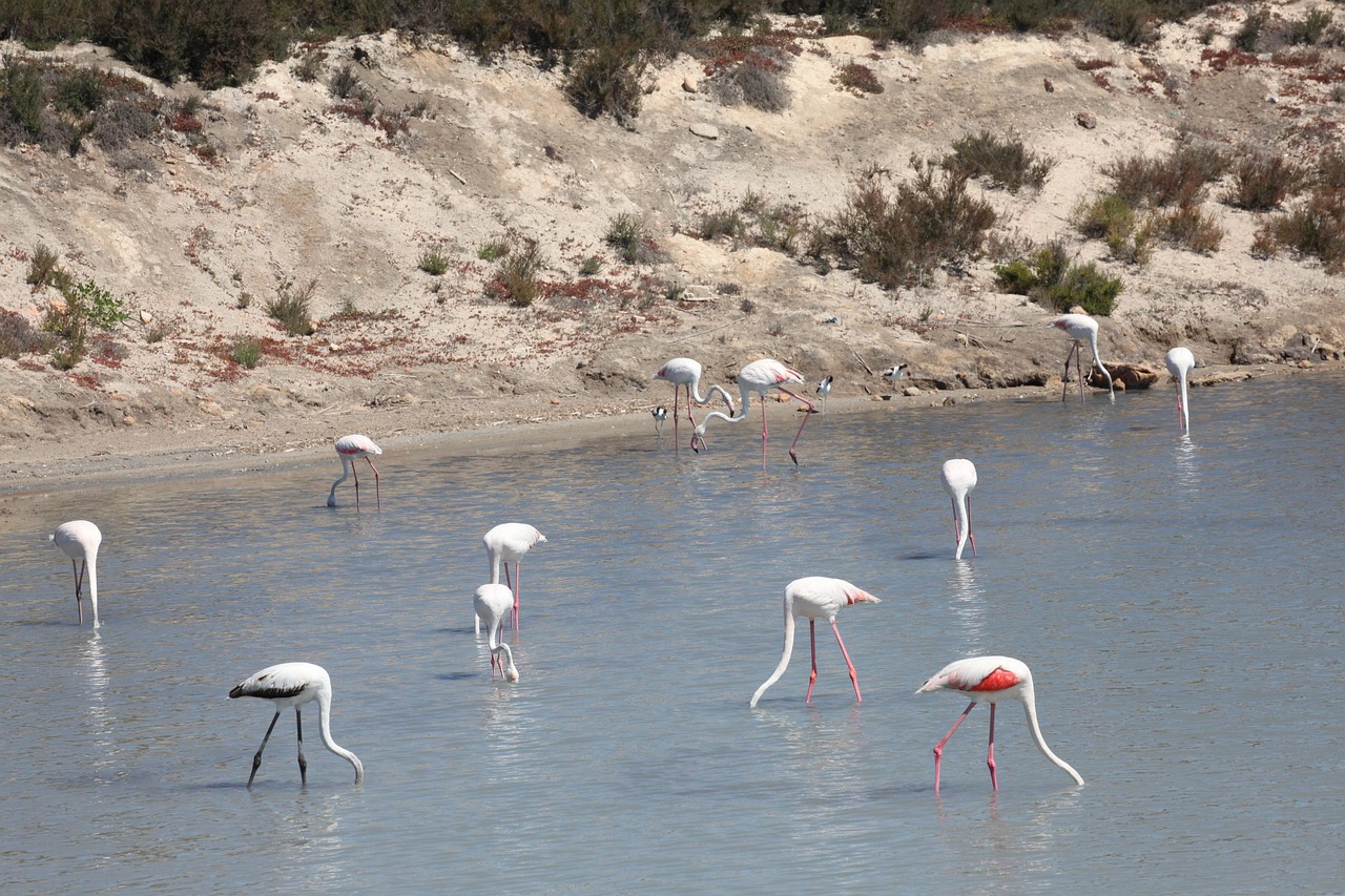 Flamingos Vögel Wasser - Kostenloses Foto auf Pixabay - Pixabay