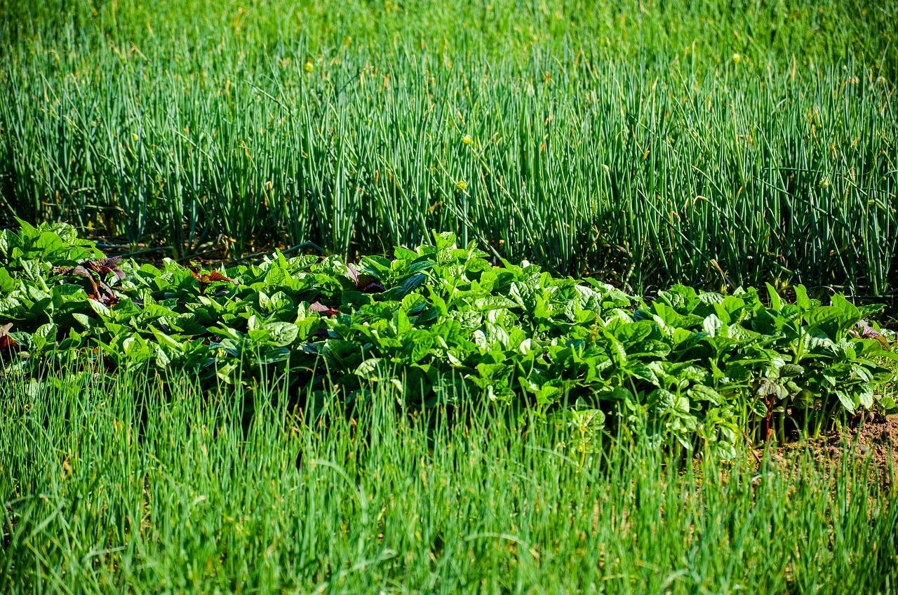 Agriculture Plantation Cultivation - Photo gratuite sur Pixabay - Pixabay