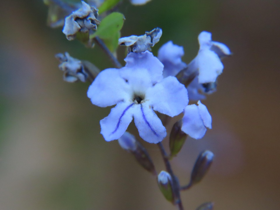 Blue Wild Nature - Free photo on Pixabay - Pixabay