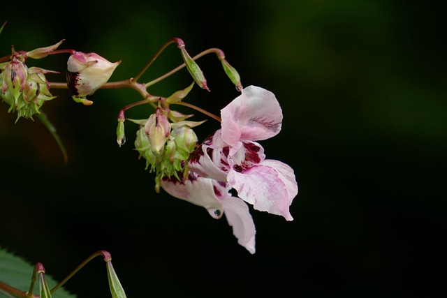 Bunga-Bunga Anggrek Kuncup - Foto gratis di Pixabay - Pixabay