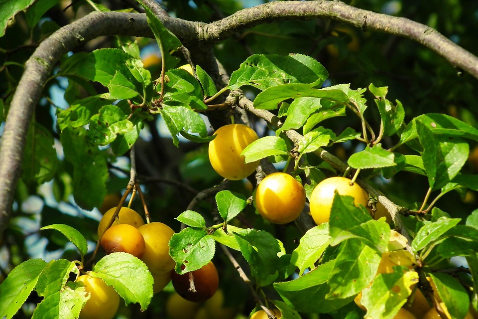 Pflaumen Früchte Lebensmittel - Kostenloses Foto auf Pixabay