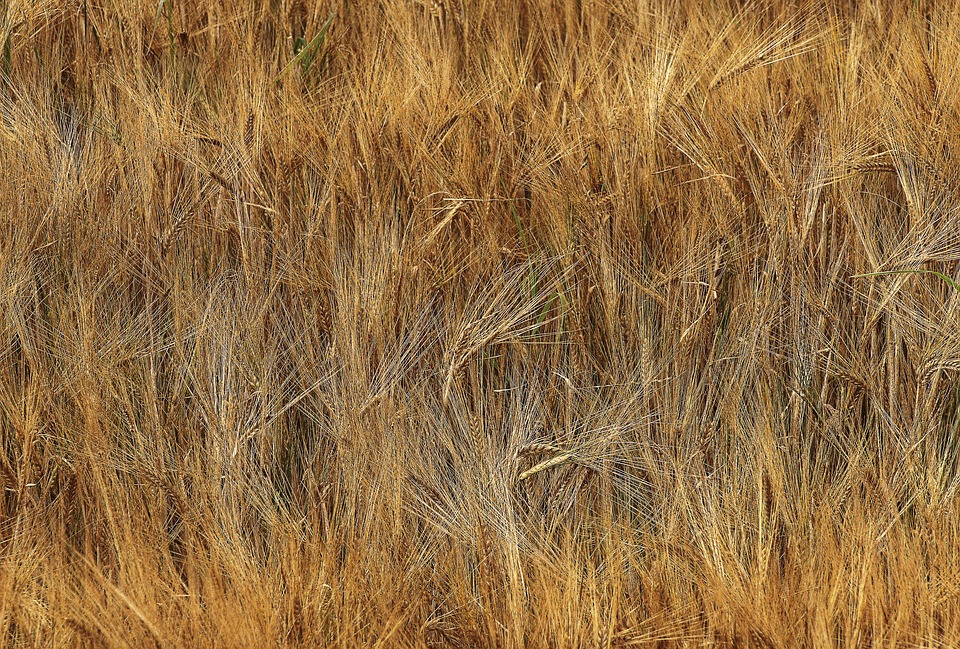 Weizen Feld Weizenfeld - Kostenloses Foto auf Pixabay