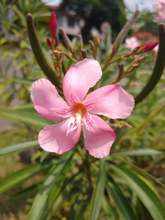Cali Flora - Free photo on Pixabay