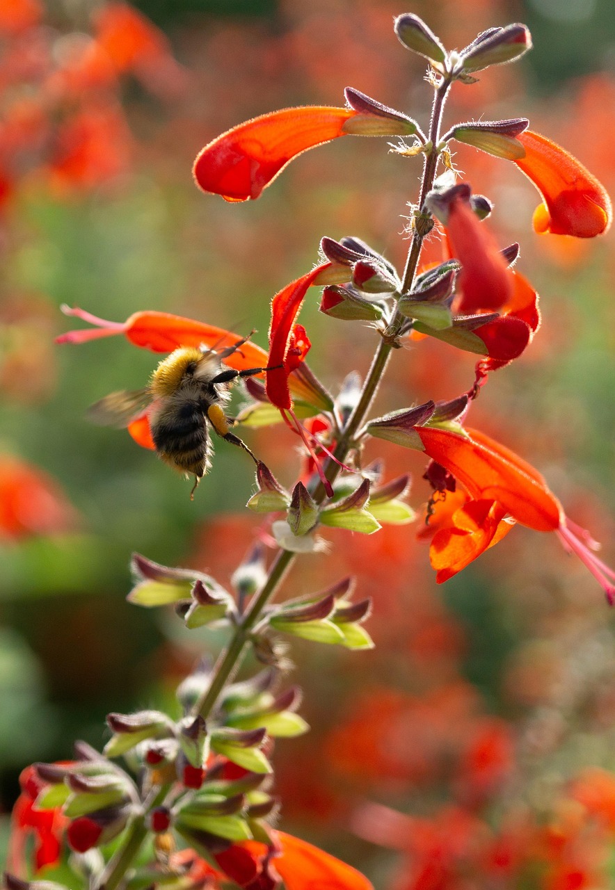 Abeja Insecto Polinizar - Foto gratis en Pixabay - Pixabay