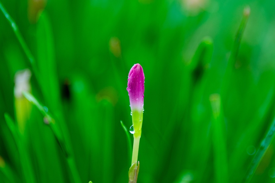 Lily Flower Pink Free Photo On Pixabay Pixabay 5425