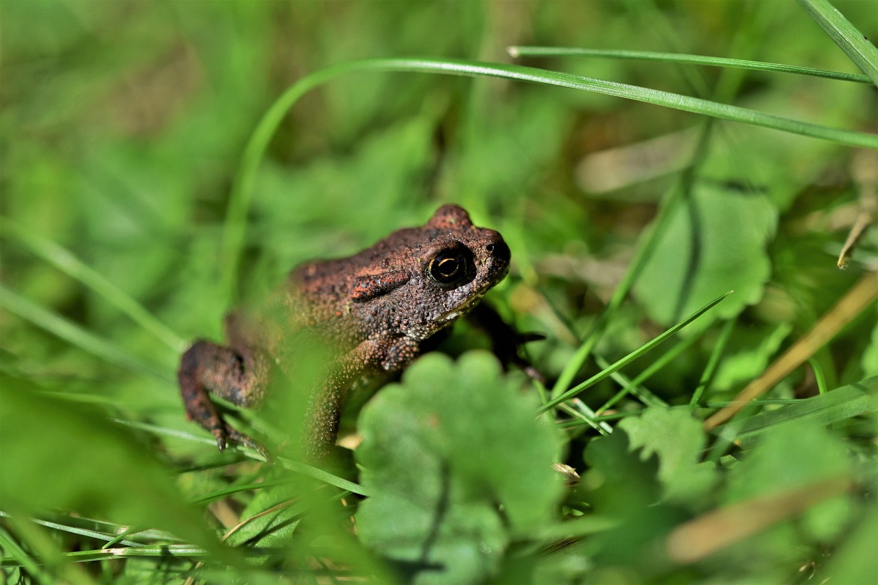 1,000+ Free Vertebrates & Frog Images - Pixabay
