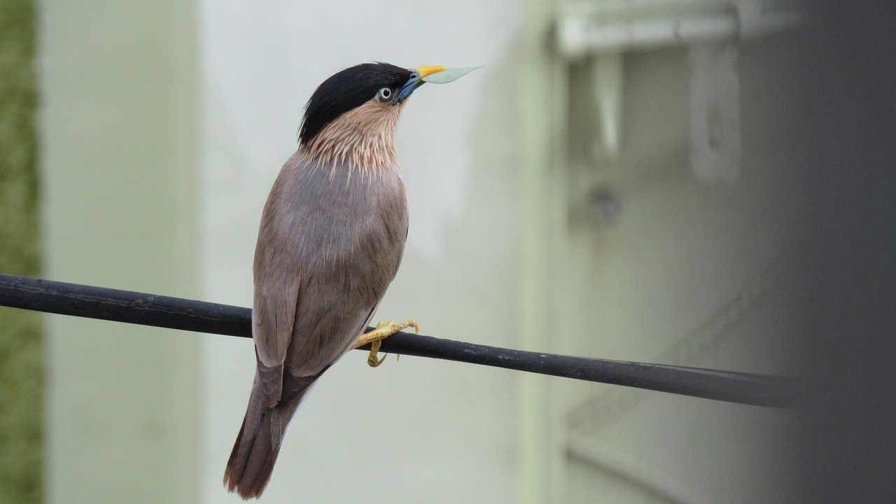 Estorninho Brahminy Pássaro - Foto gratuita no Pixabay - Pixabay