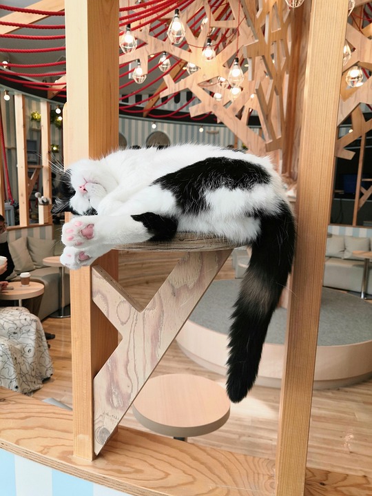 Cat Chat S'Allonger - Photo gratuite sur Pixabay - Pixabay