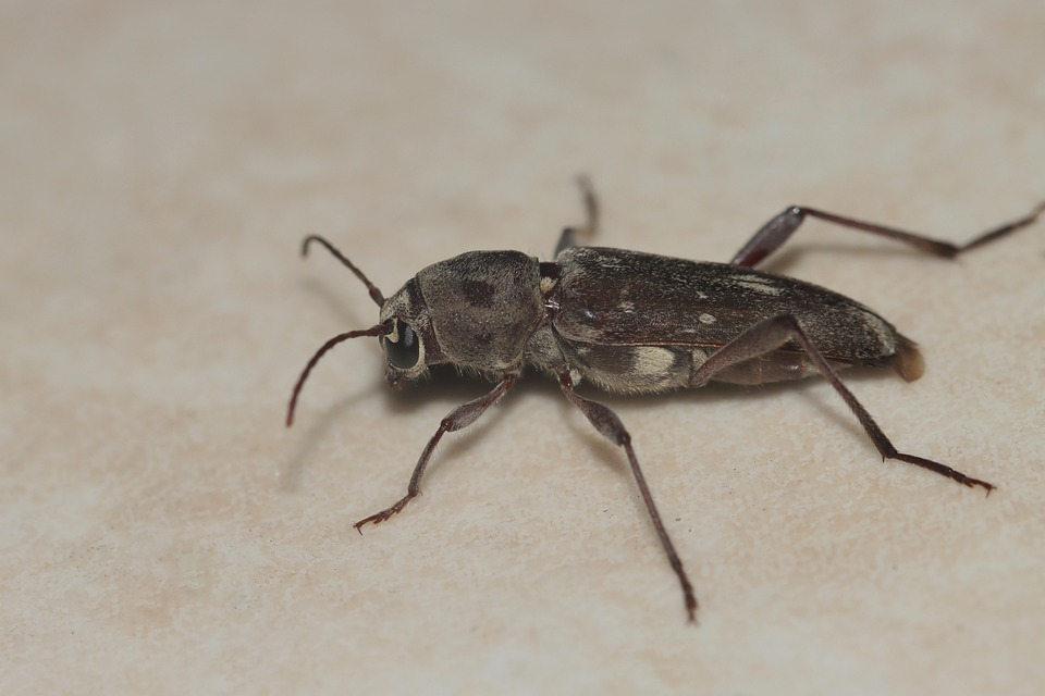 Beetle Insect Bug - Free photo on Pixabay