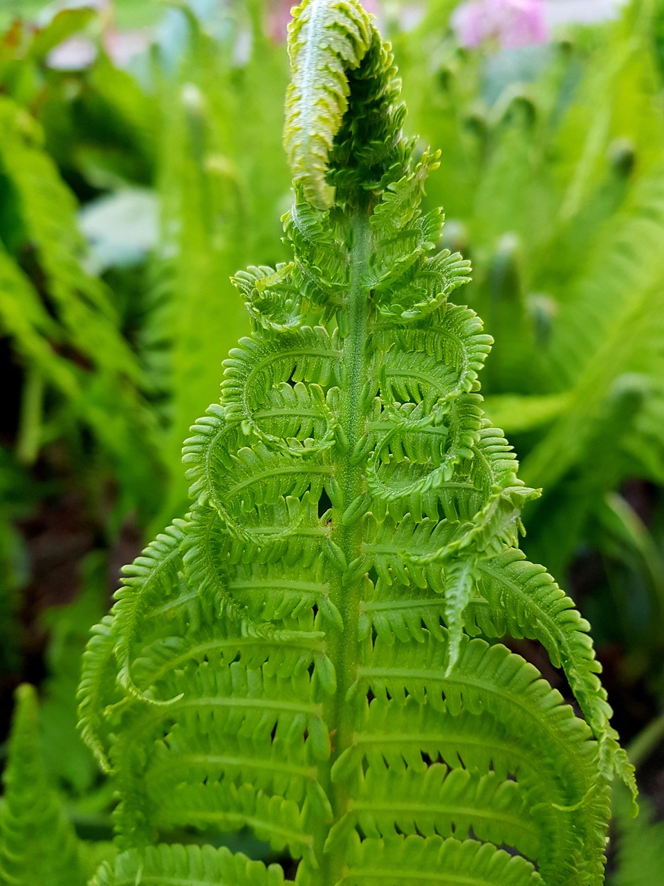 Ferns Fronds Leaves - Free photo on Pixabay - Pixabay