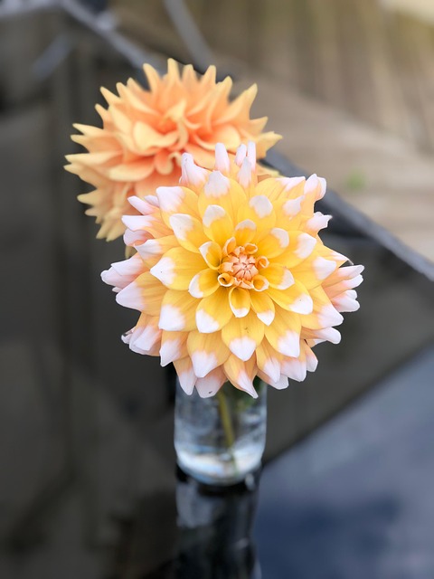 Georginer Blomster Gule - Gratis foto på Pixabay - Pixabay