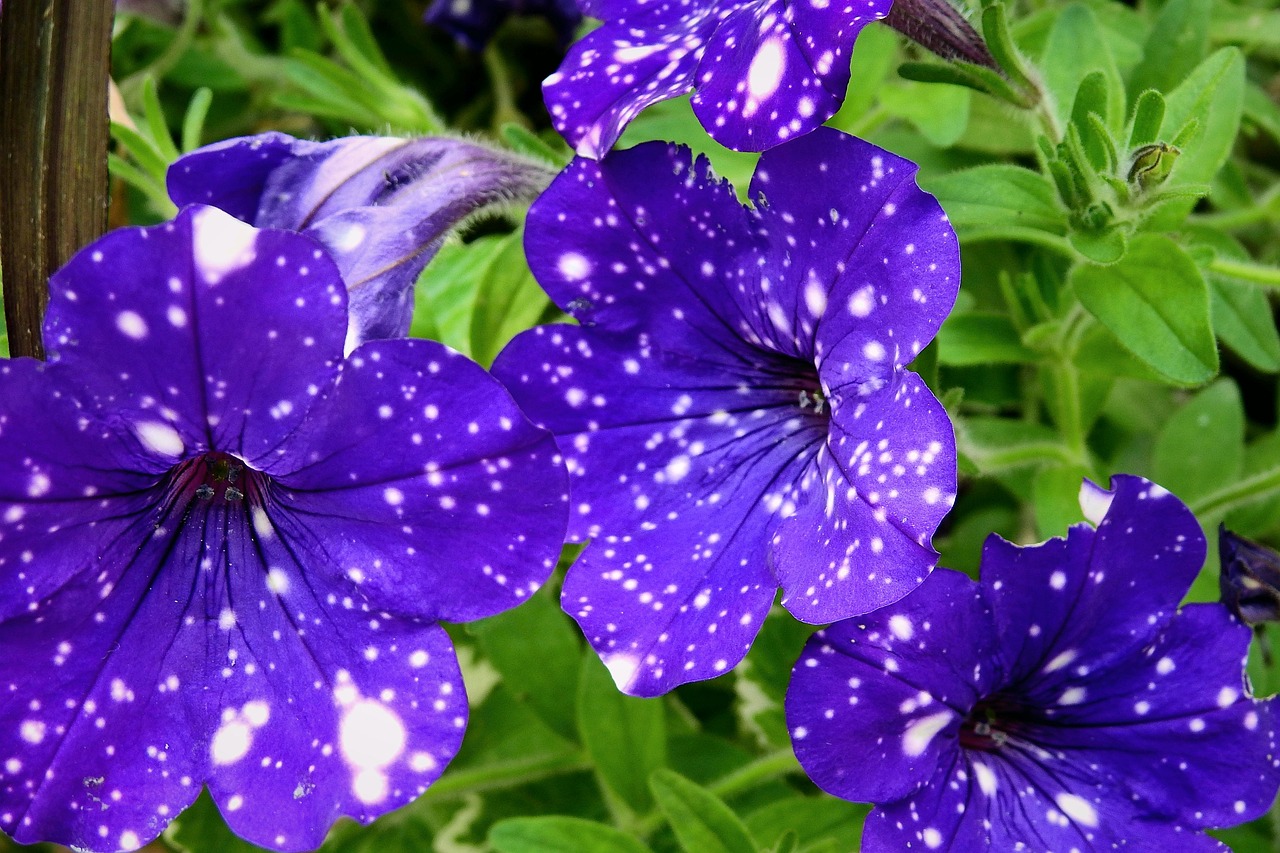 Petunias Flowers Garden Purple - Free photo on Pixabay