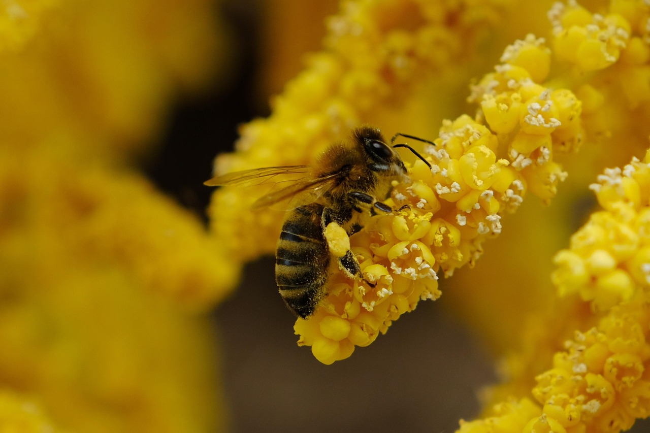 Abeille Insecte Féconder - Photo gratuite sur Pixabay - Pixabay