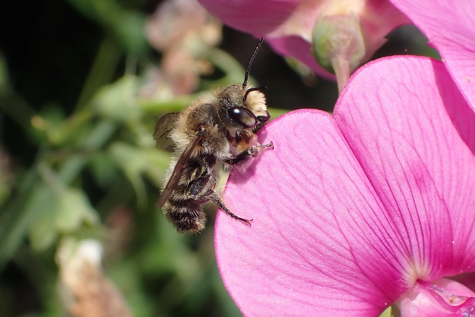 Bee Bug Flower Winged - Free photo on Pixabay - Pixabay