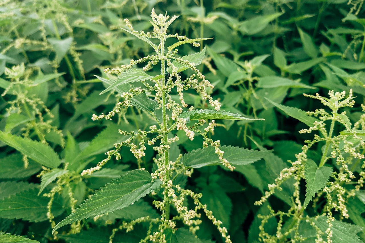 Plant Nettle Botany - Free photo on Pixabay - Pixabay