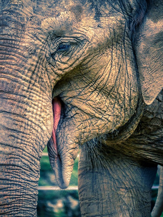 Elephant Animal Pachyderm - Free photo on Pixabay - Pixabay