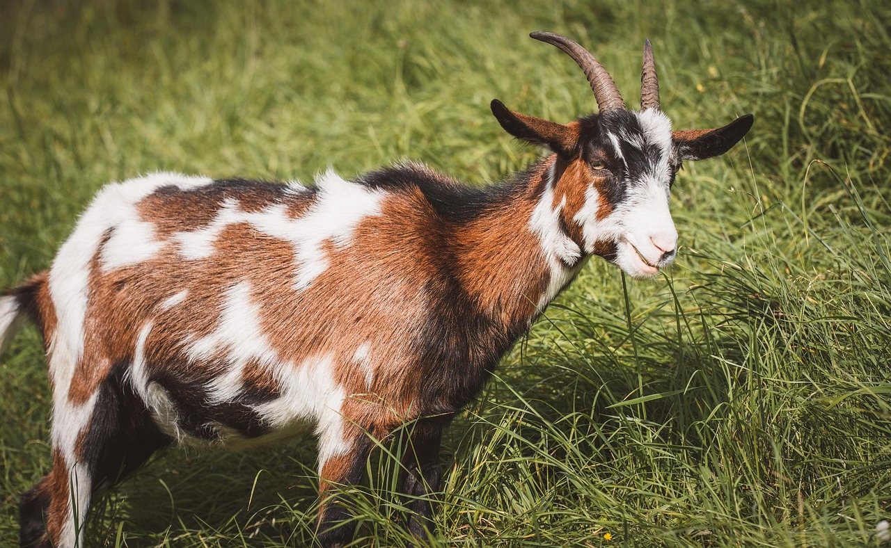 Goat Billy Horns - Free photo on Pixabay - Pixabay