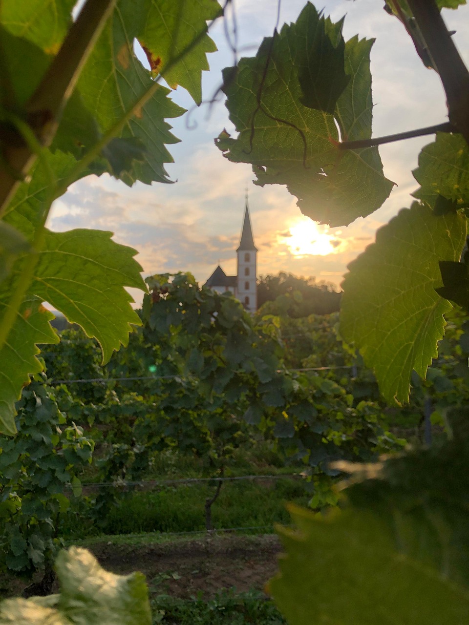 Wine Vineyard Church - Free photo on Pixabay - Pixabay
