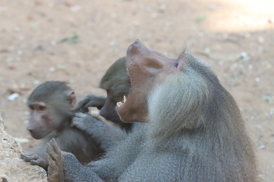 Baboons Animals Zoo - Free photo on Pixabay - Pixabay