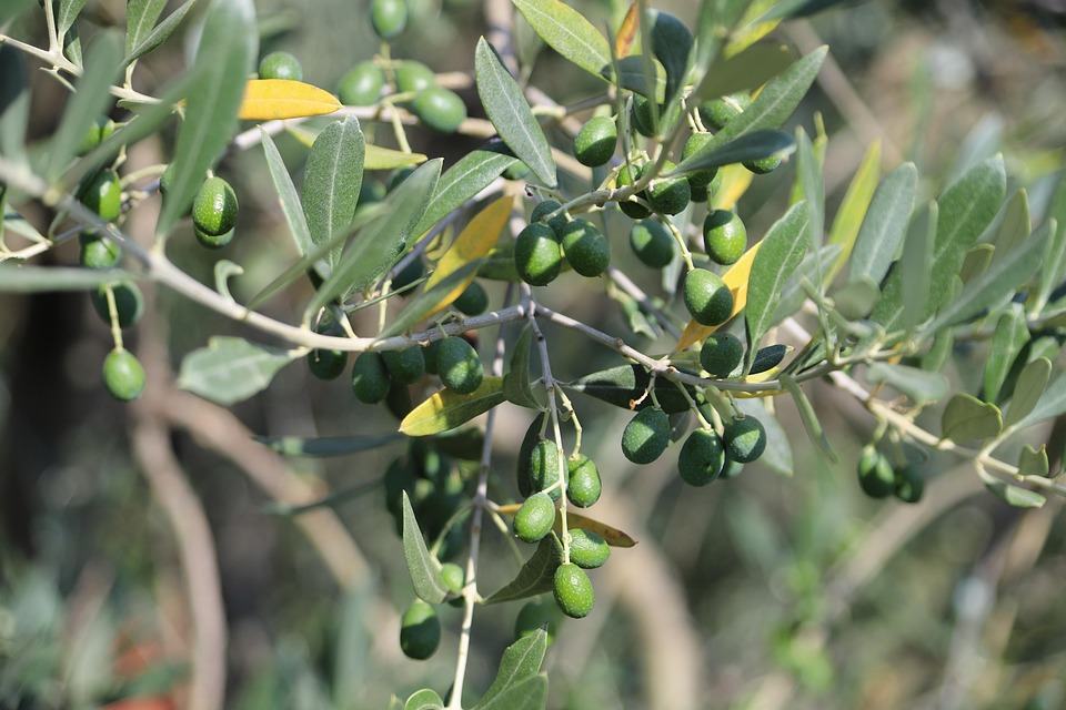 Olive Tree Organic - Free photo on Pixabay
