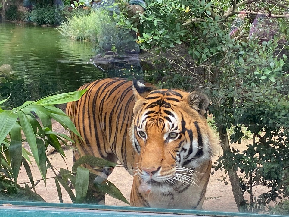 Tiger Orange Striped - Free photo on Pixabay - Pixabay